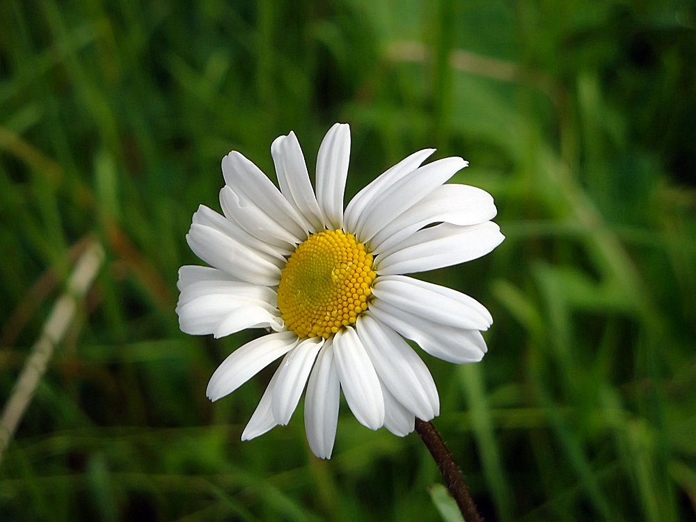The Flower of Awareness – The Dawn Within