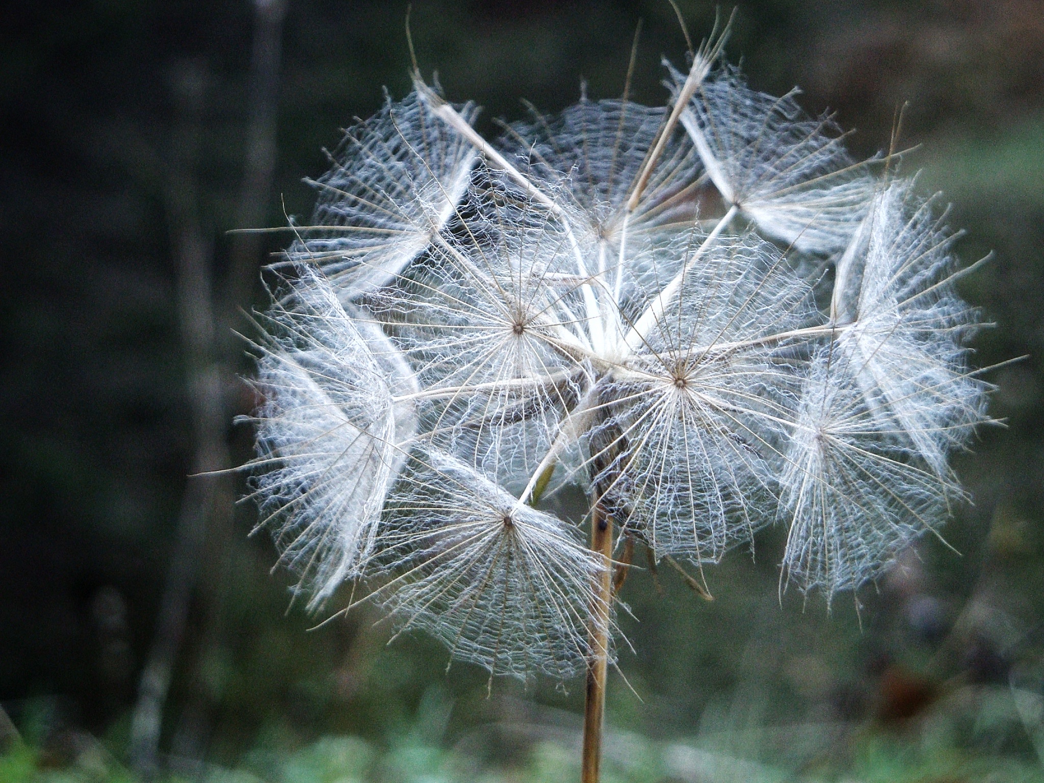 The Falling of a Feather – The Dawn Within